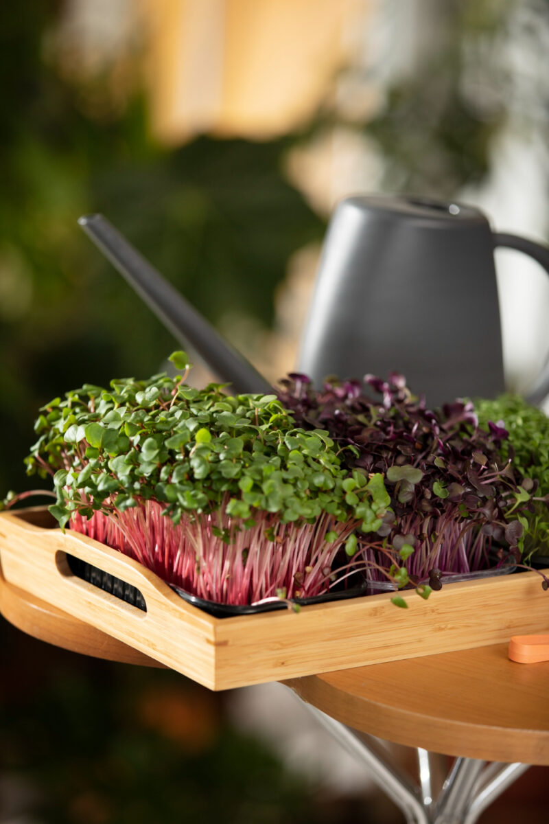 How to Grow Microgreens Fast and Easy at Home - Grow a Home Garden