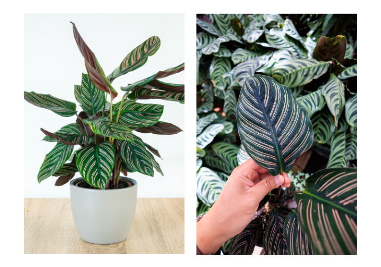 How to Grow and Care for Calathea Indoor Plants - Grow a Home Garden