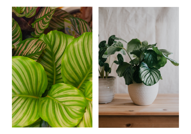 How to Grow and Care for Calathea Indoor Plants - Grow a Home Garden