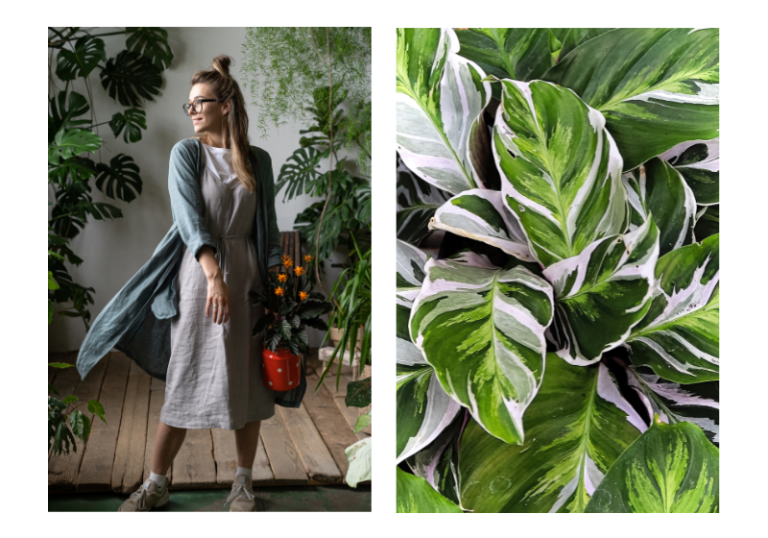 How to Grow and Care for Calathea Indoor Plants - Grow a Home Garden