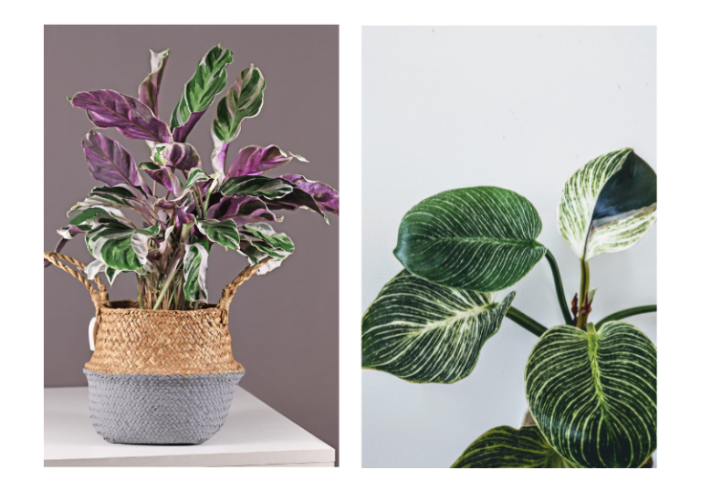 How to Grow and Care for Calathea Indoor Plants - Grow a Home Garden