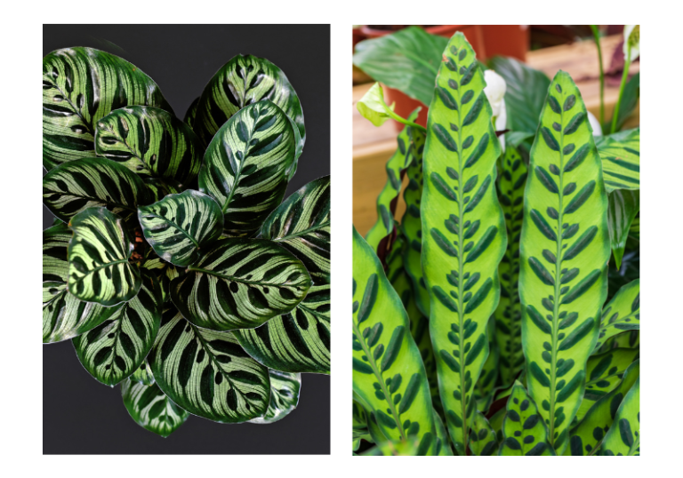 How to Grow and Care for Calathea Indoor Plants - Grow a Home Garden
