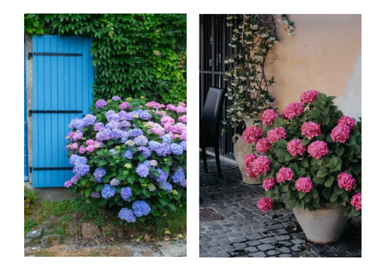 How to Grow and Care for Hydrangeas: The Complete Guide for Beginners ...