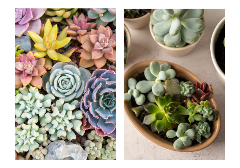 Top 15 Indoor Succulents for Beginners and How to Care For Them - Grow ...