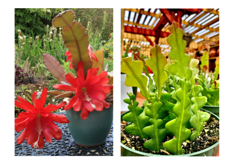 Top 15 Indoor Succulents for Beginners and How to Care For Them - Grow ...