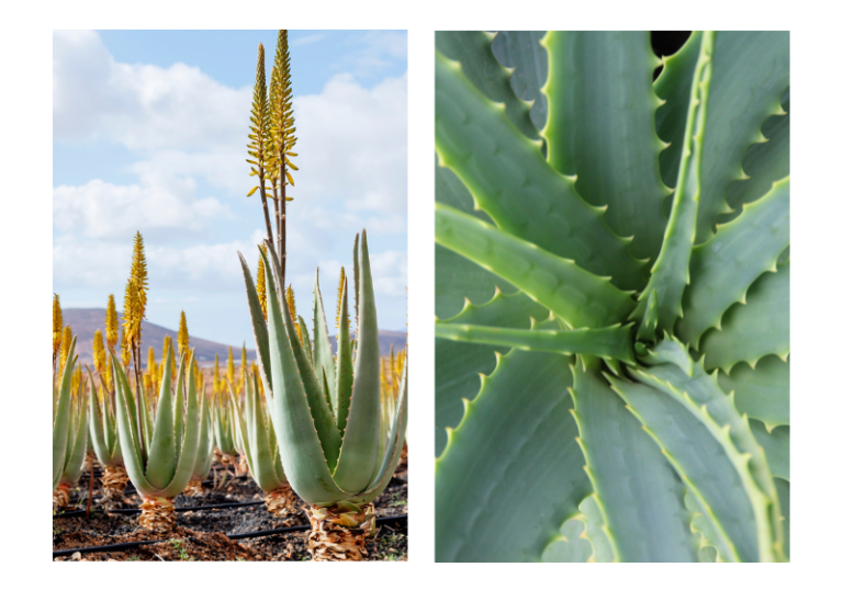 Top 15 Indoor Succulents for Beginners and How to Care For Them - Grow ...