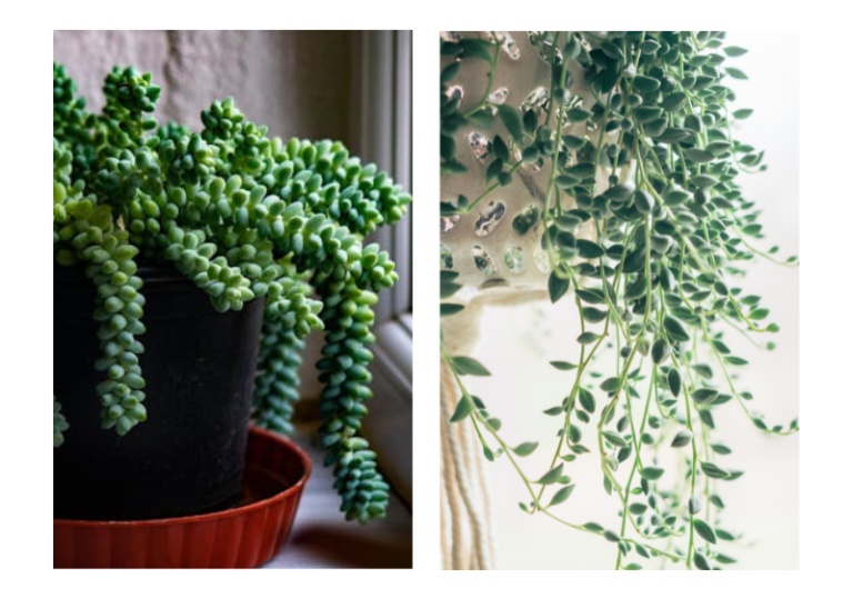 Top 15 Indoor Succulents for Beginners and How to Care For Them - Grow ...