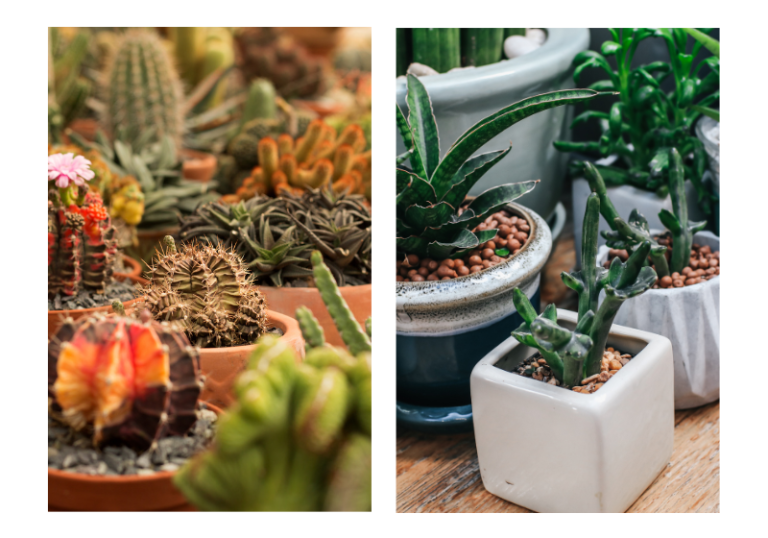 Top 15 Indoor Succulents for Beginners and How to Care For Them - Grow ...