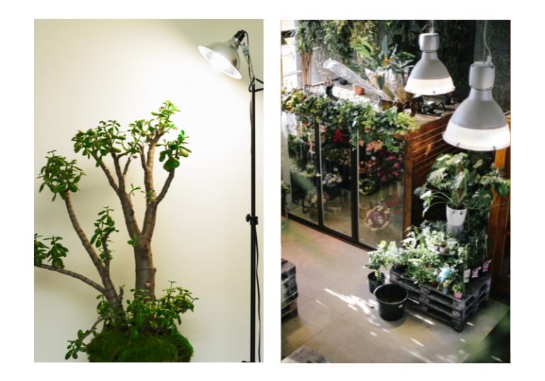 A Comprehensive Guide to Lighting For Houseplants - Grow a Home Garden